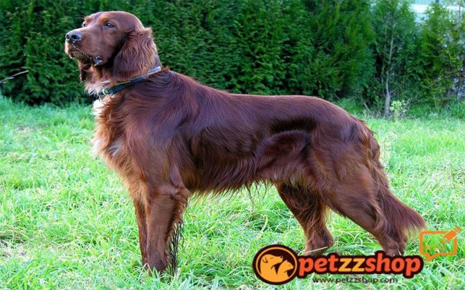 İrlandalı Setter Köpek Cinsi Özellikleri | Petzz Blog